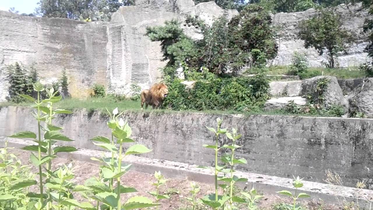 Lew zoo stolica - YouTube