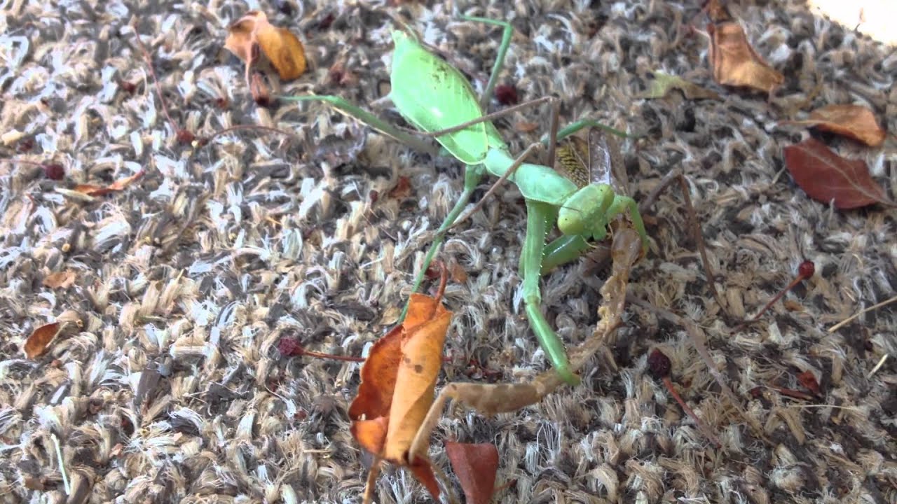 Praying mantis eating it's mate - YouTube
