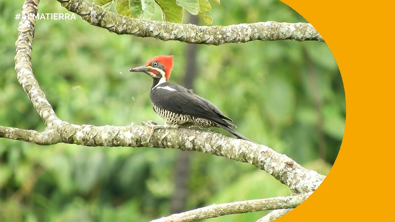 🐦🐠🐦🐠 Nuestros ¡¡¡¡ PÁJAROS & Nuestros PECES !!!! 🐠 🐠🐠🐠 · Almatierra ...