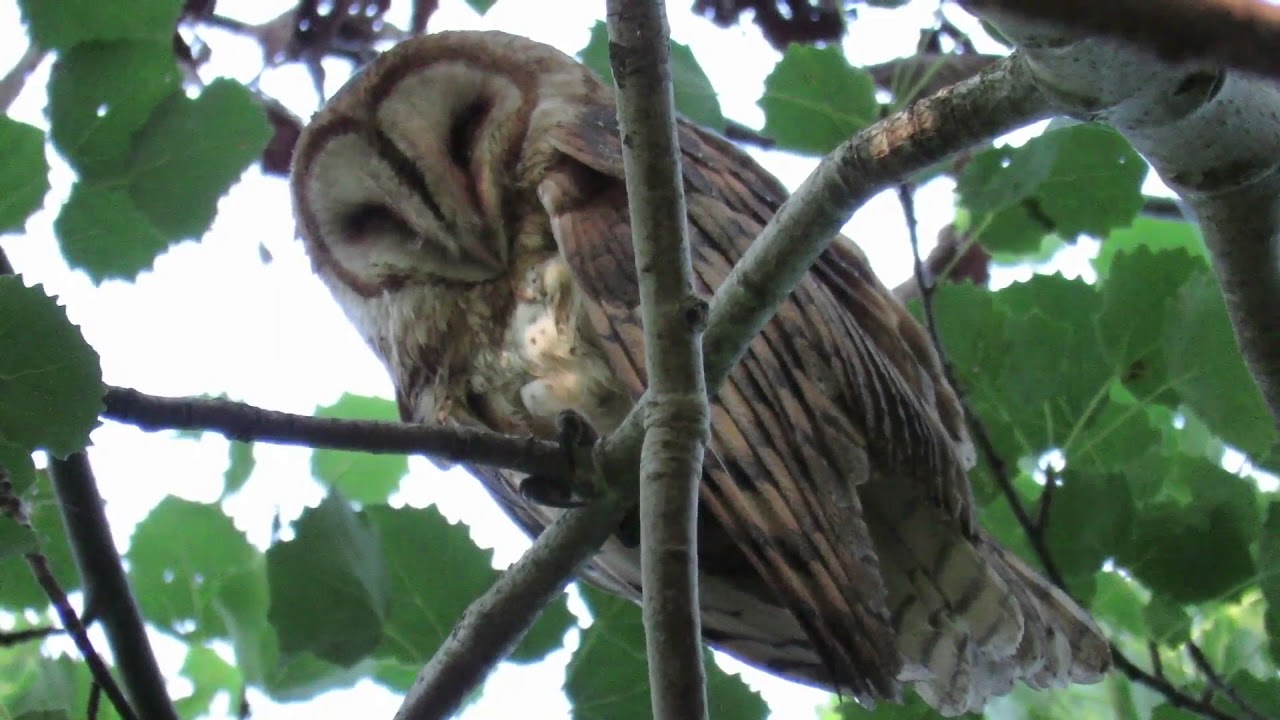 Sleepy barn owl - YouTube