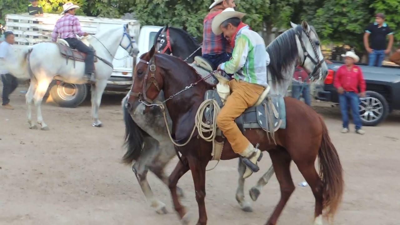 PICA, PICA, PERICA, Y LOS CABALLOS BAILAN EN COSALA, SINALOA - YouTube