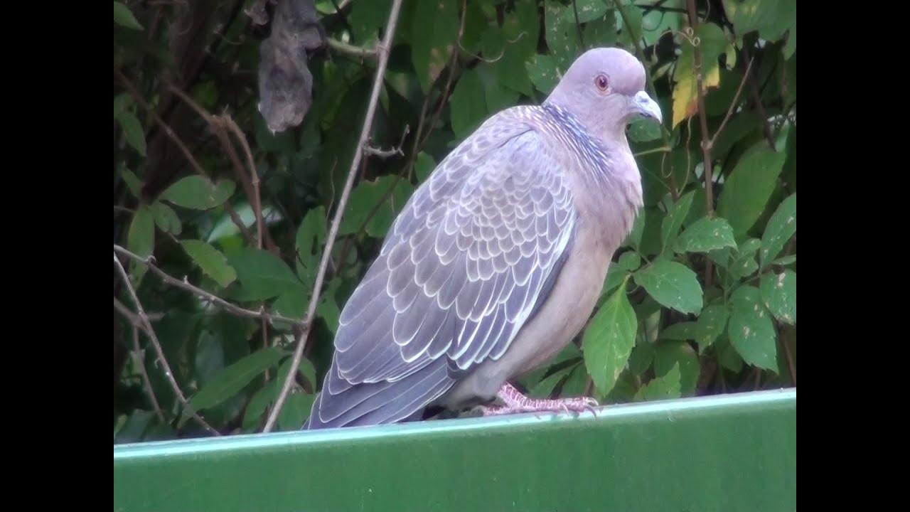 POMBA-ASA-BRANCA (PATAGIOENAS PICAZURO), PICAZURO PIGEON, POMBA-CARIJÓ ...