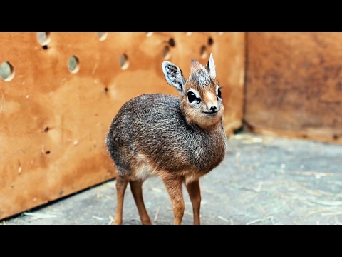 Adorable Baby Dik-Dik Antelope Is Only 19cm Tall: ZooBorns