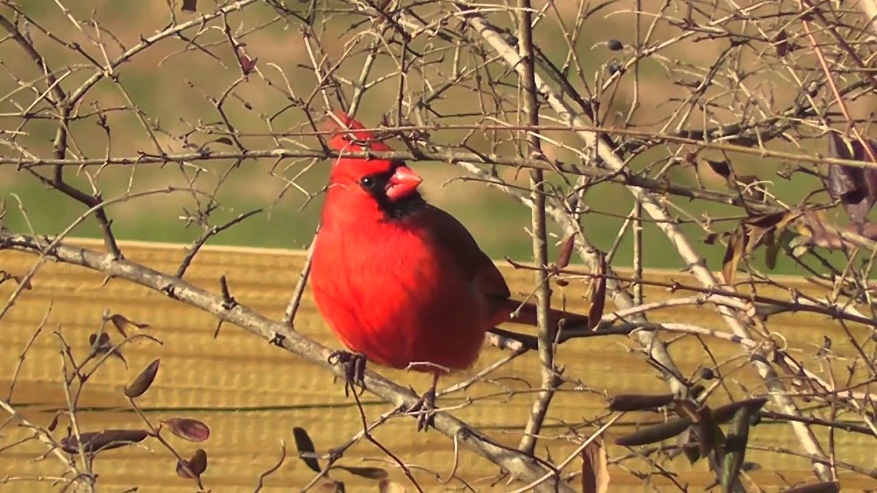 Northern Cardinal Close-up - YouTube
