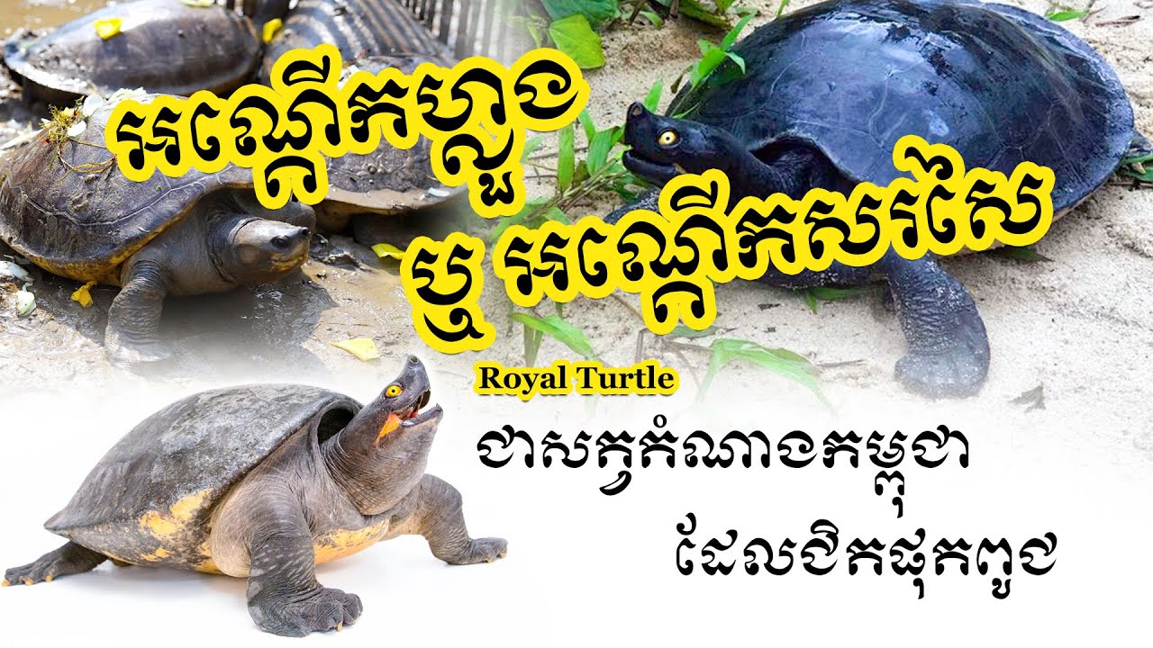 🐢🇰🇭 Celebrating Cambodia's Royal Turtle: A Symbol of Heritage and ...
