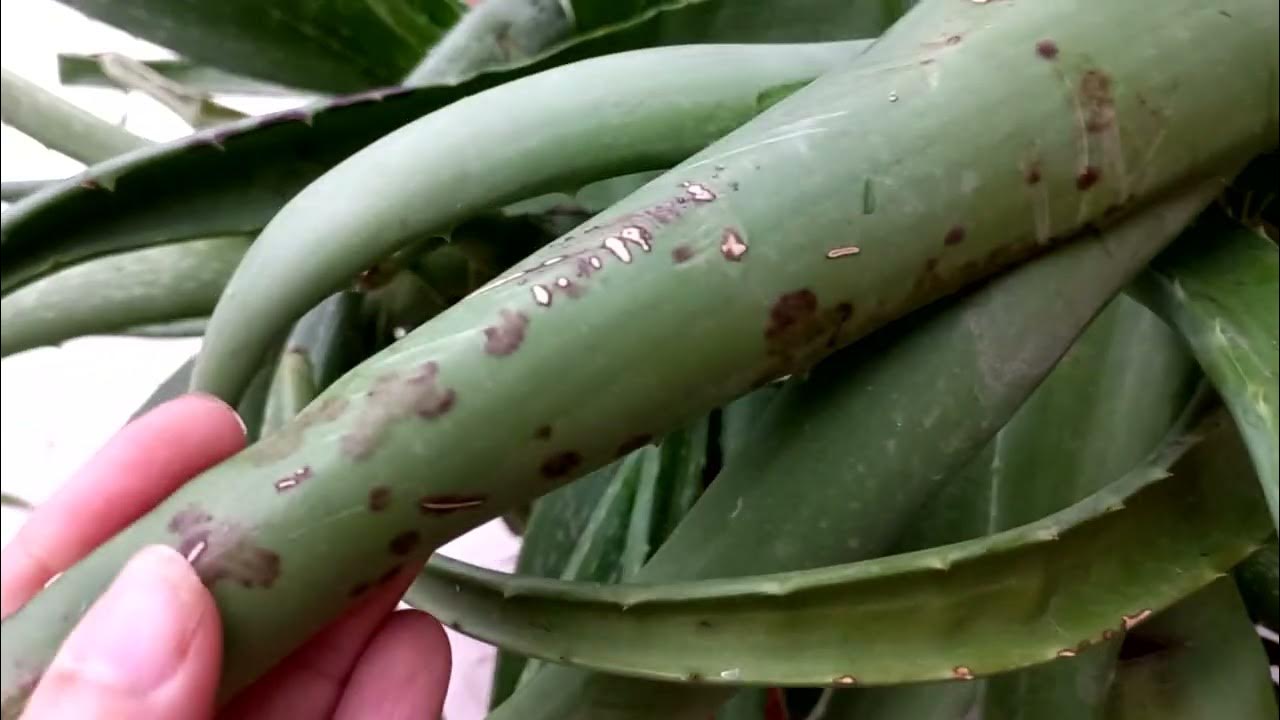Treatment of Aloe vera with black spots/ rust disease - YouTube