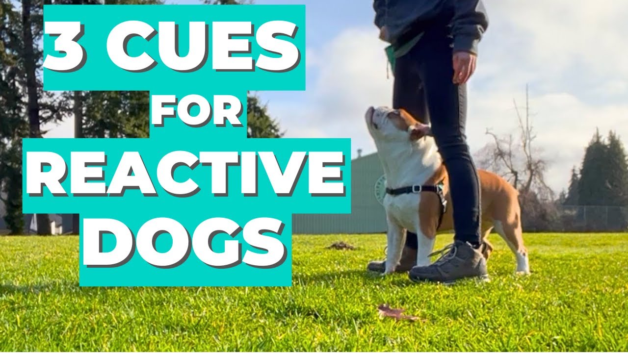 Reactive Dog Training | Touch Watch Find it | Dog Training Tips for ...