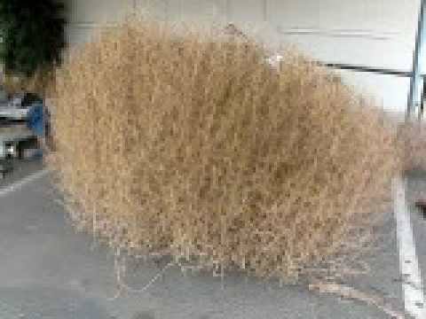 World's Largest Tumbleweed, Oxnard CA - YouTube