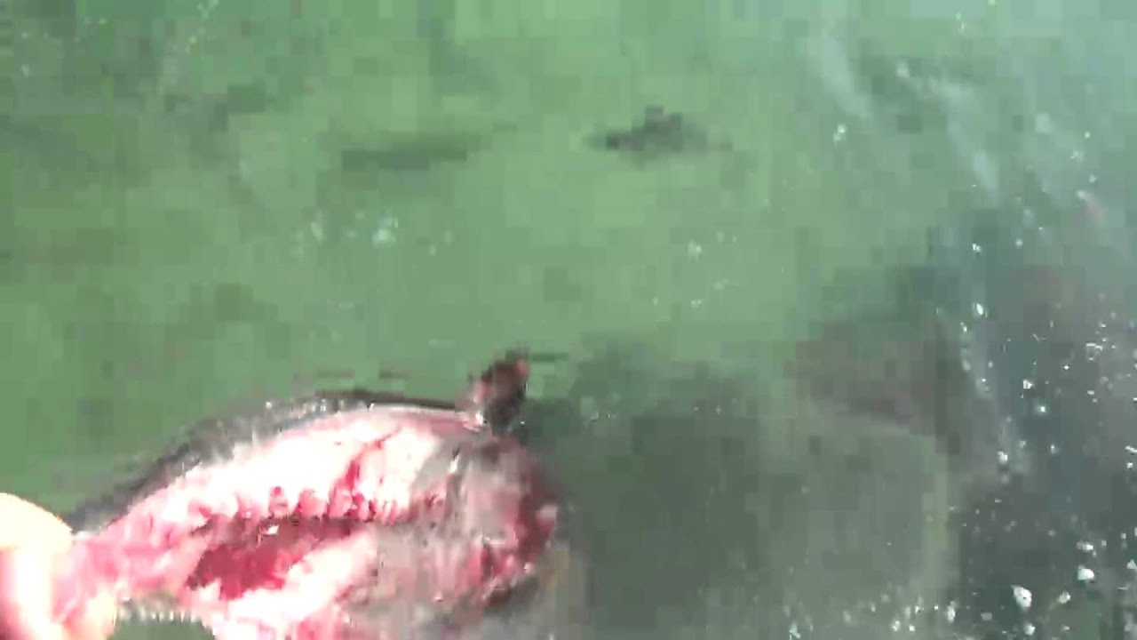 Captain John Sahagian Hand Feeding 10 Foot Bull Shark! - YouTube