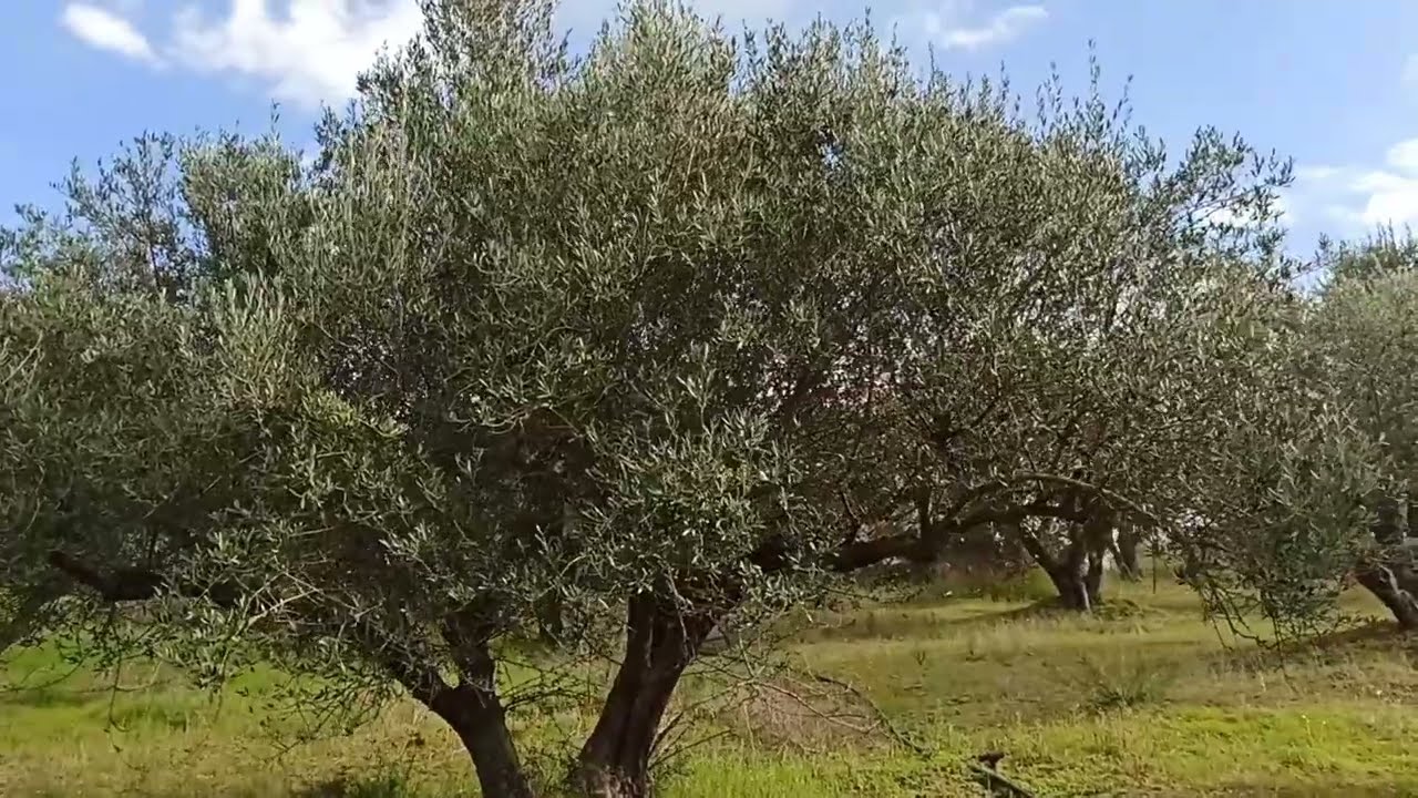 Ελιές Μπιρμανέ καθαρισμός με αλυσοπρίονο 2ον, εγινε εσωτερικος ...