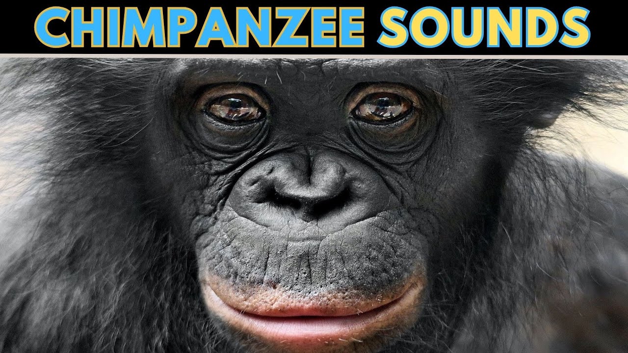 Chimpanzee & Monkey Sounds | Identify the Sound A Chimpanzee - YouTube