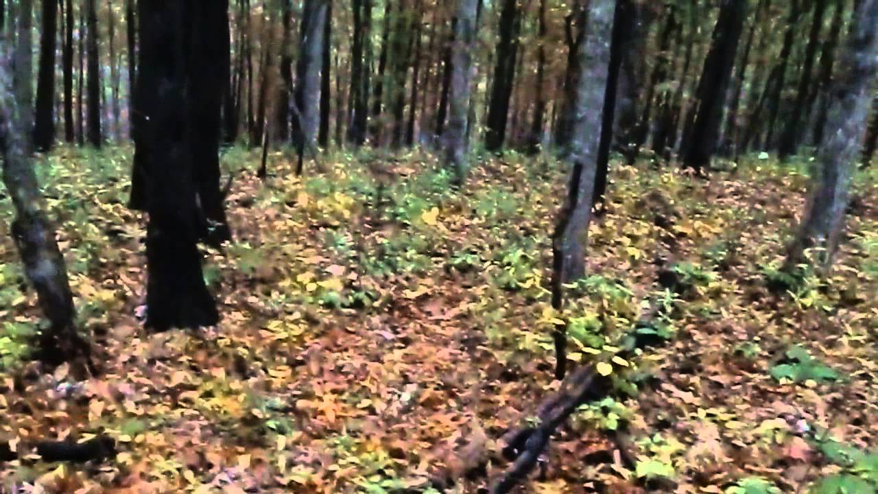 Peck Ranch Elk Bugle Eminence MO. Elk capital of Missouri - YouTube