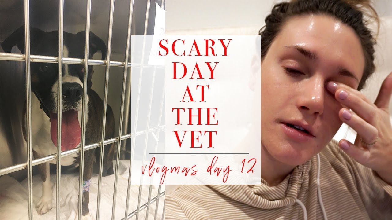 A SCARY TRIP TO THE VET!! | VLOGMAS DAY 12 - YouTube