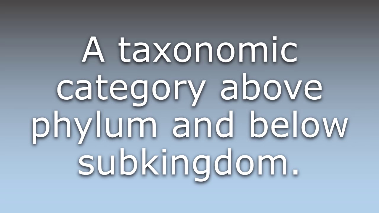 What does Superphylum mean? - YouTube