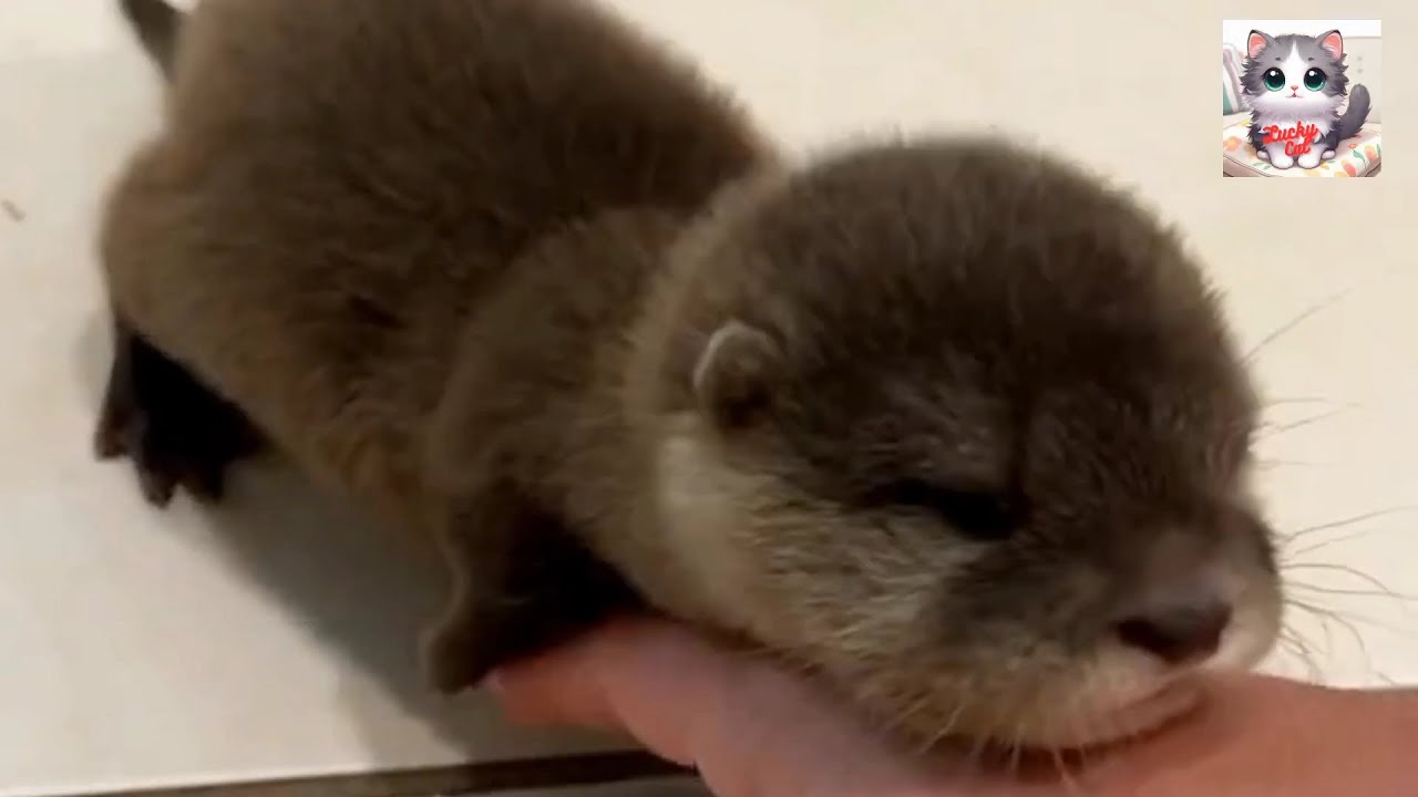 A Tale of Compassion and Friendship: Helping a Lost Baby Otter Become a ...