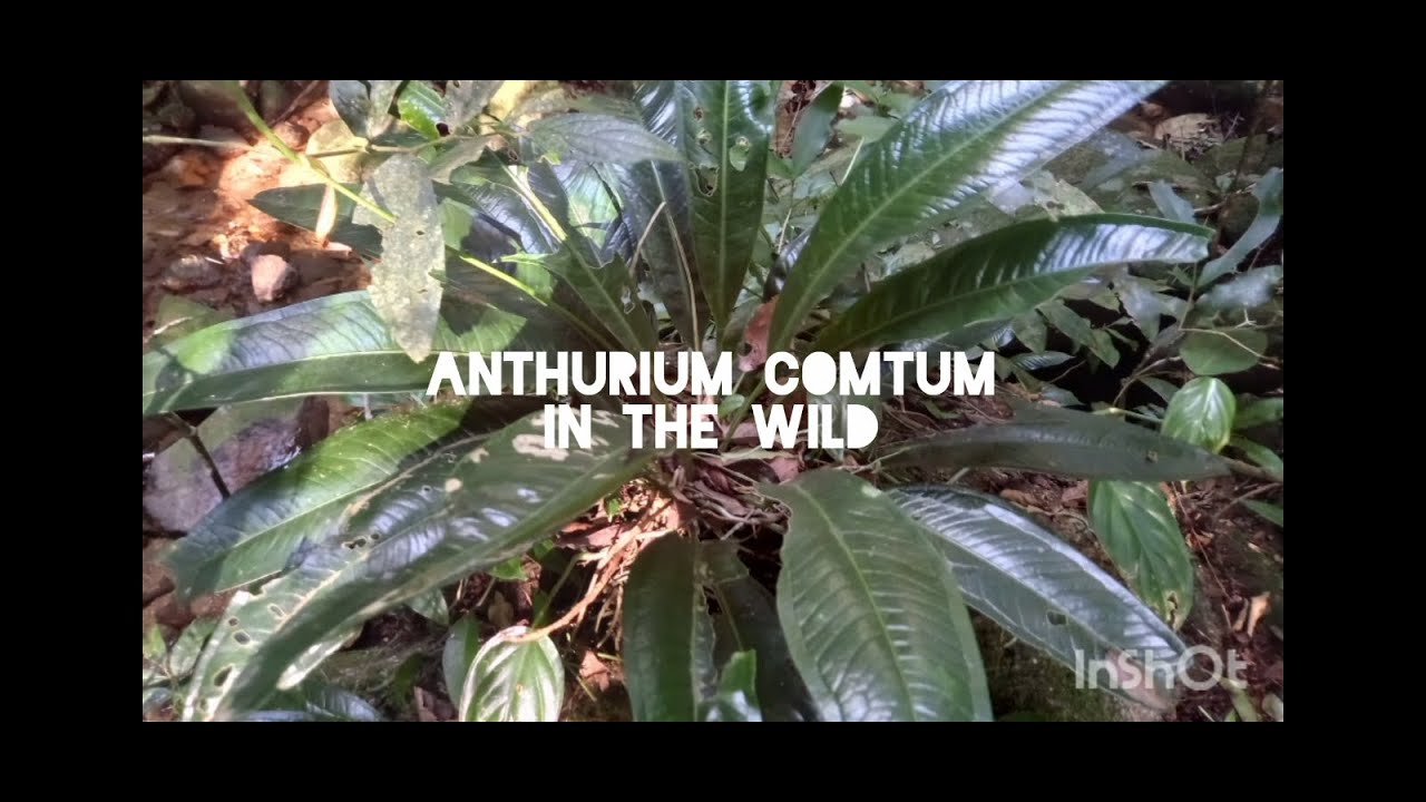 Aroids in the wild - Anthurium comtum - YouTube