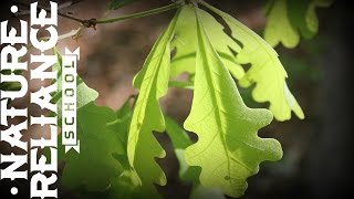 Tree Identification - White Oak - Hunting, Wildlife Observation, and Survival Uses
