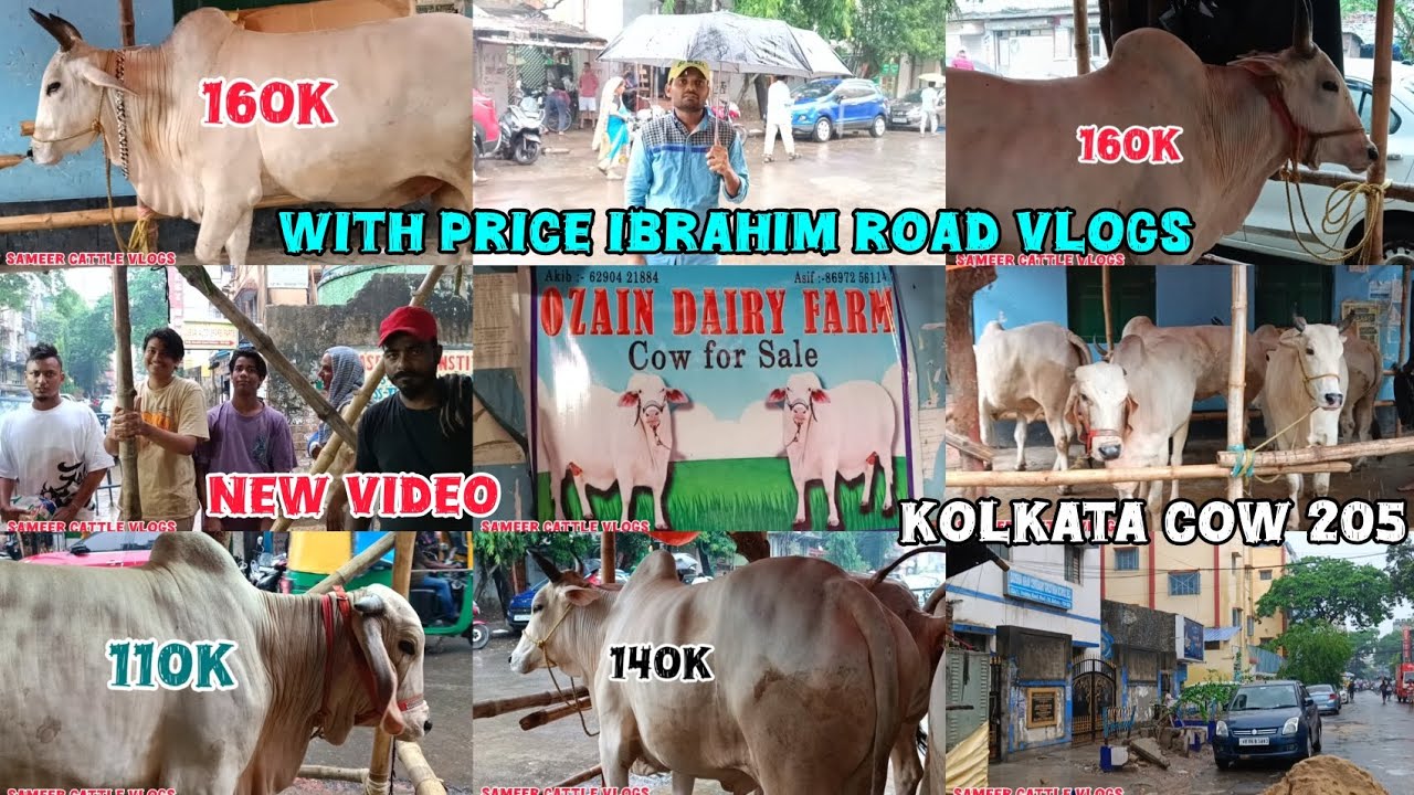 Ibrahim Road Pe Laga Hua hai Mini Cow haatb With price Ghar Ke Pass Hi ...