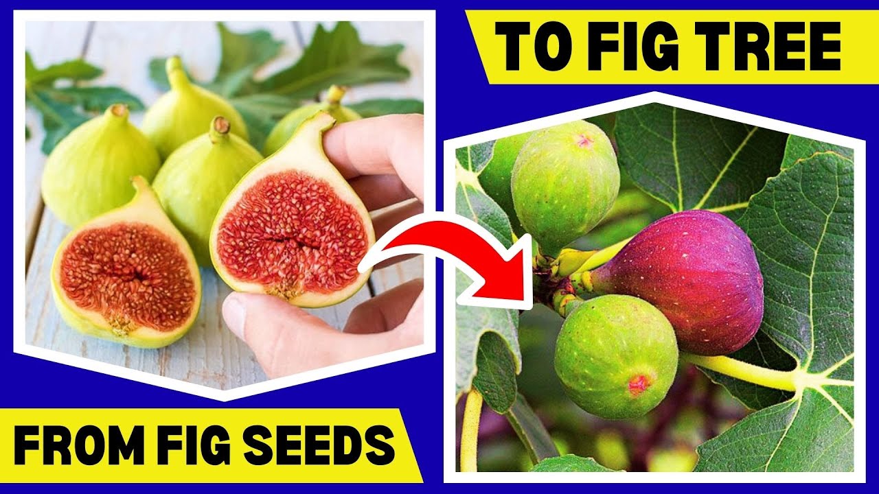 How to Successfully Grow A Fig Tree from Seeds – No Experience Needed ...