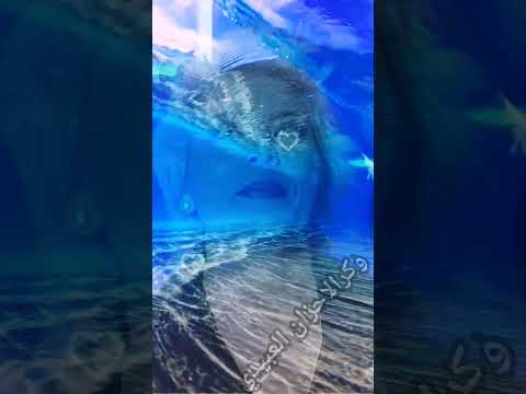 intizar su gibi @intizarOfficial #intizar #doğa deniz #gönül #kalp عيناك بحر ومطر وربيع انتظارaşk