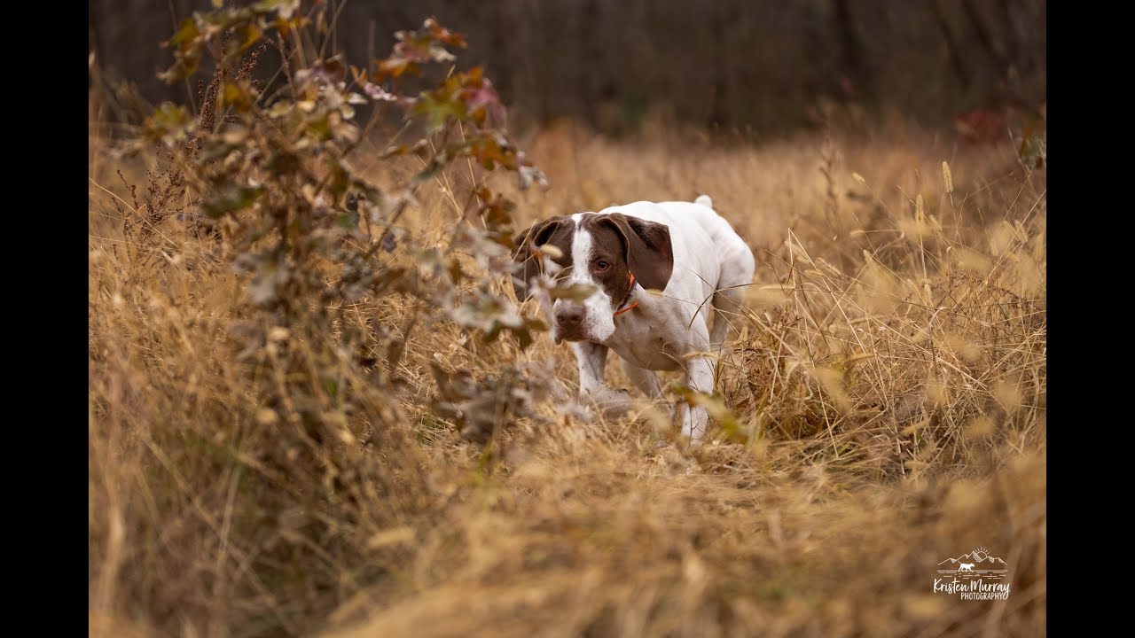 Bird Doggin’ - Virginia Upland Pheasant Hunting with a German Shorthair ...