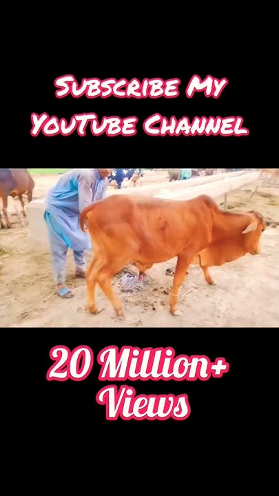 Jutt Vlog...#shorts #viral - YouTube