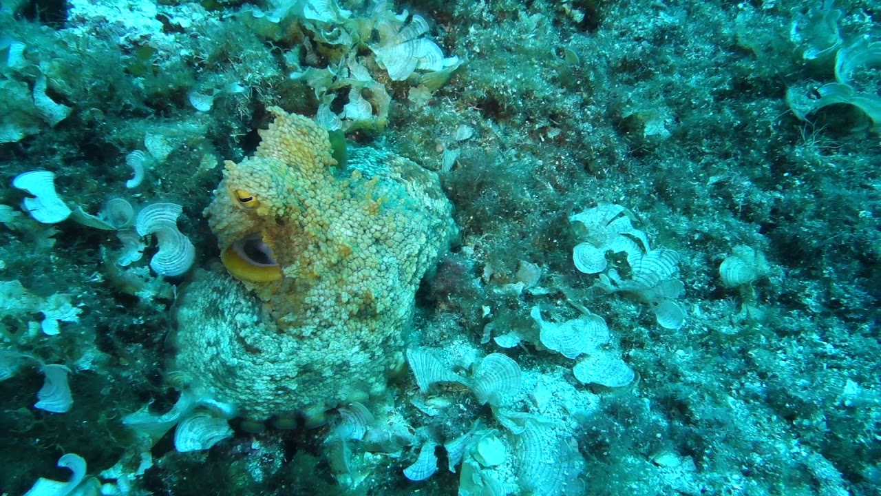 Octopus hypnosis - YouTube