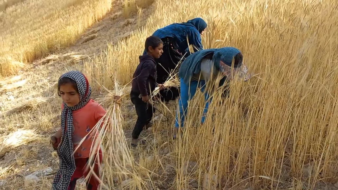 The hard life of nomads who harvest agricultural products by hand and ...
