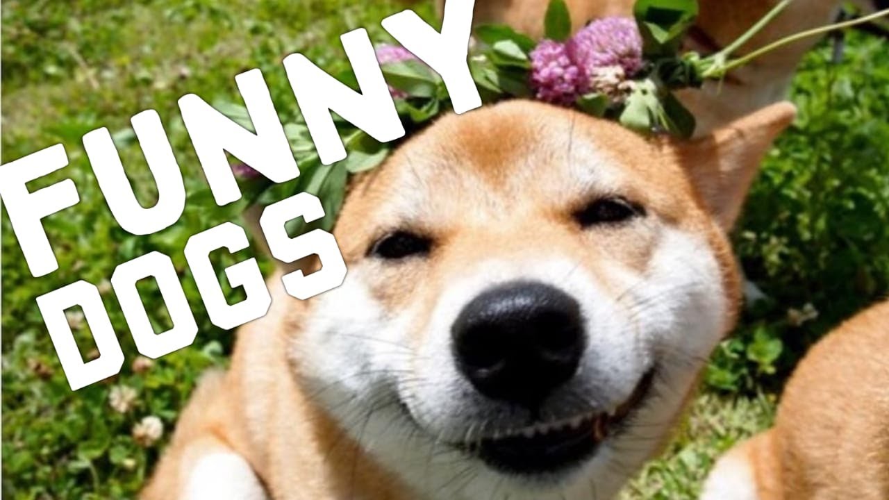 Try Not To Laugh FUNNY DOGS video compilation 🐶😱 #2 | Funny Pet Videos ...