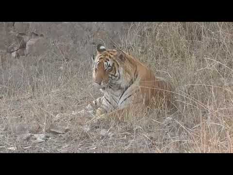 Tiger Cub at Ranthambore- April 2026