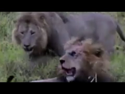 The fall of the King of Serengeti National part, lion bob junior killed ...