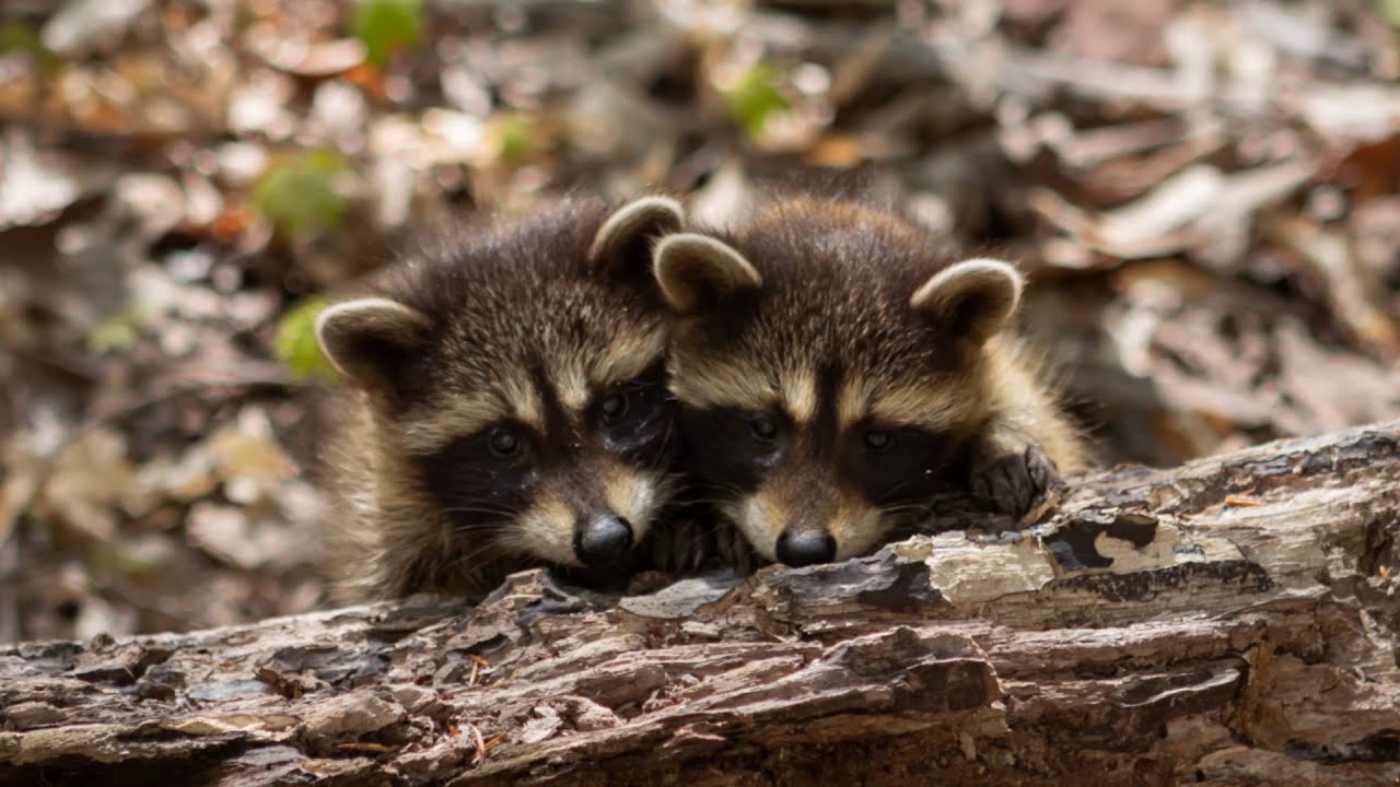 Baby Raccoons - May 13, 2020, Grand Rapids, Michigan - YouTube
