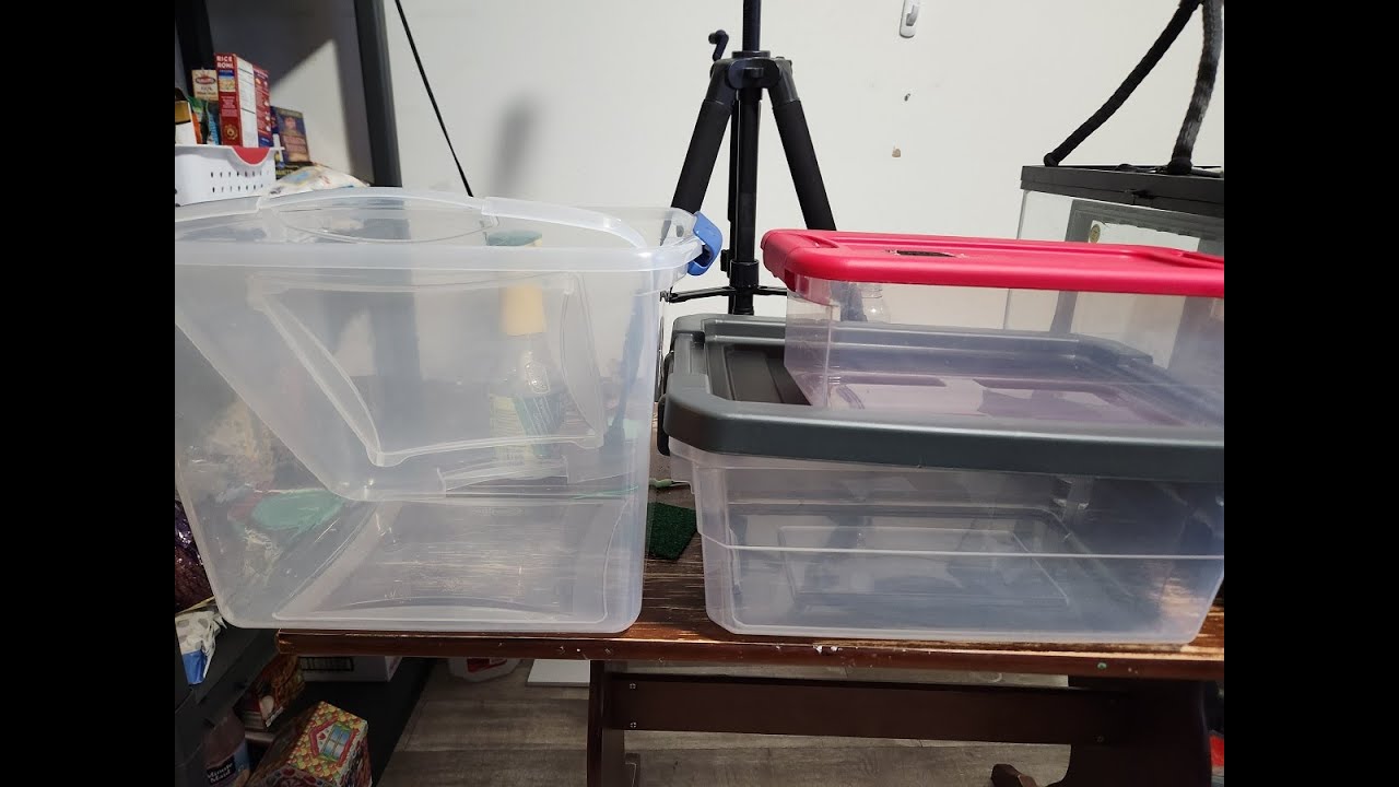 Test livestream - Isopod bin and hanging out. - YouTube