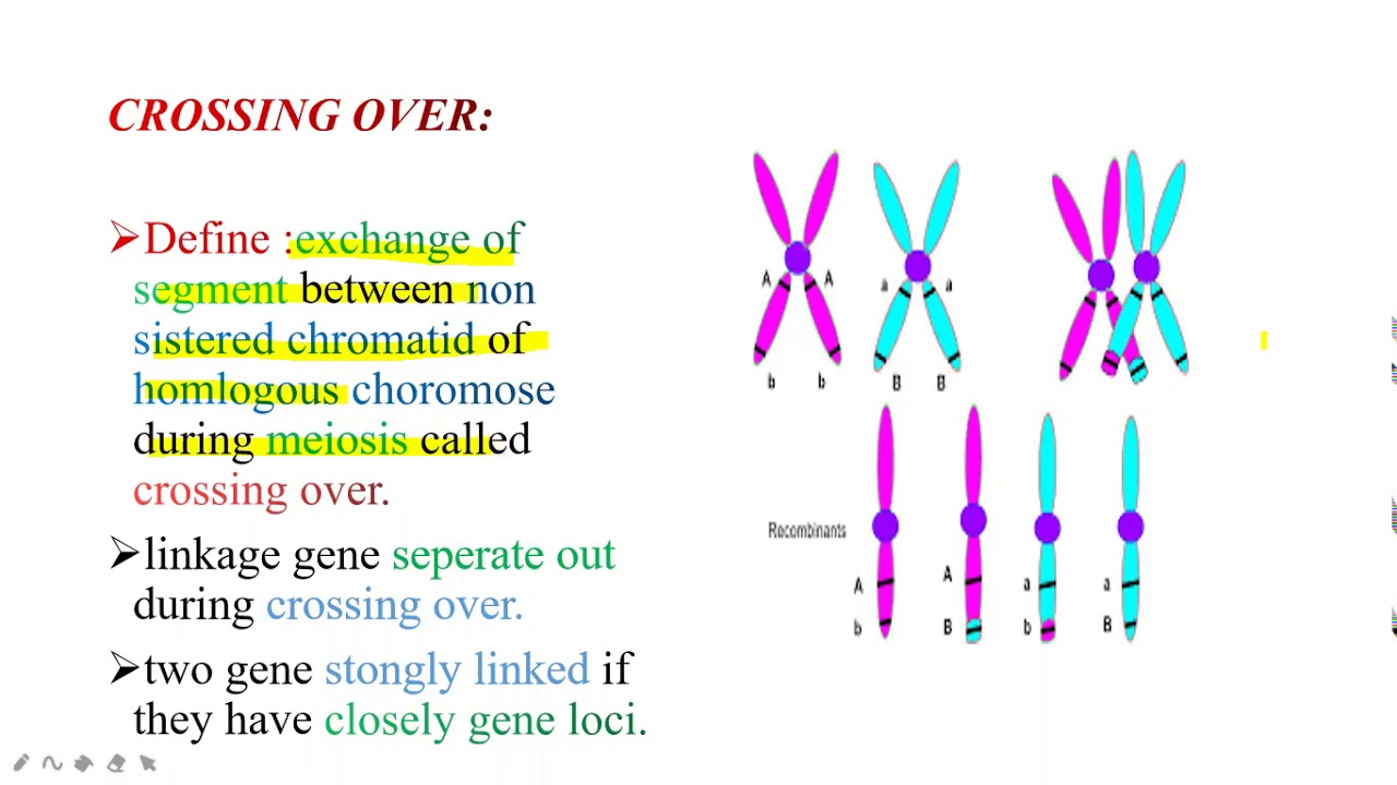 Chapter 22, Crossing Over Biology 2nd Year - YouTube