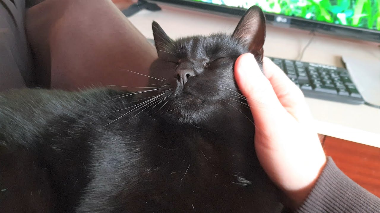 Cute Cat Loves Face Rubs - YouTube
