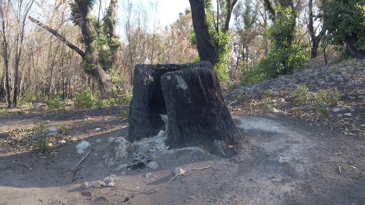 Yanchep National Park - 5 Months after the FIRES - YouTube