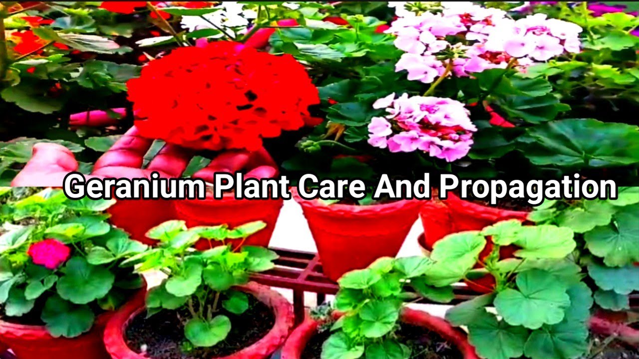 Geranium Flower Plant Care In Hindi ll Geranium Flower Plant ...