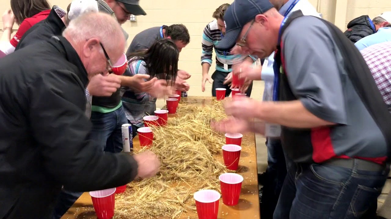 World Record Set For Hand Threshing Wheat - YouTube