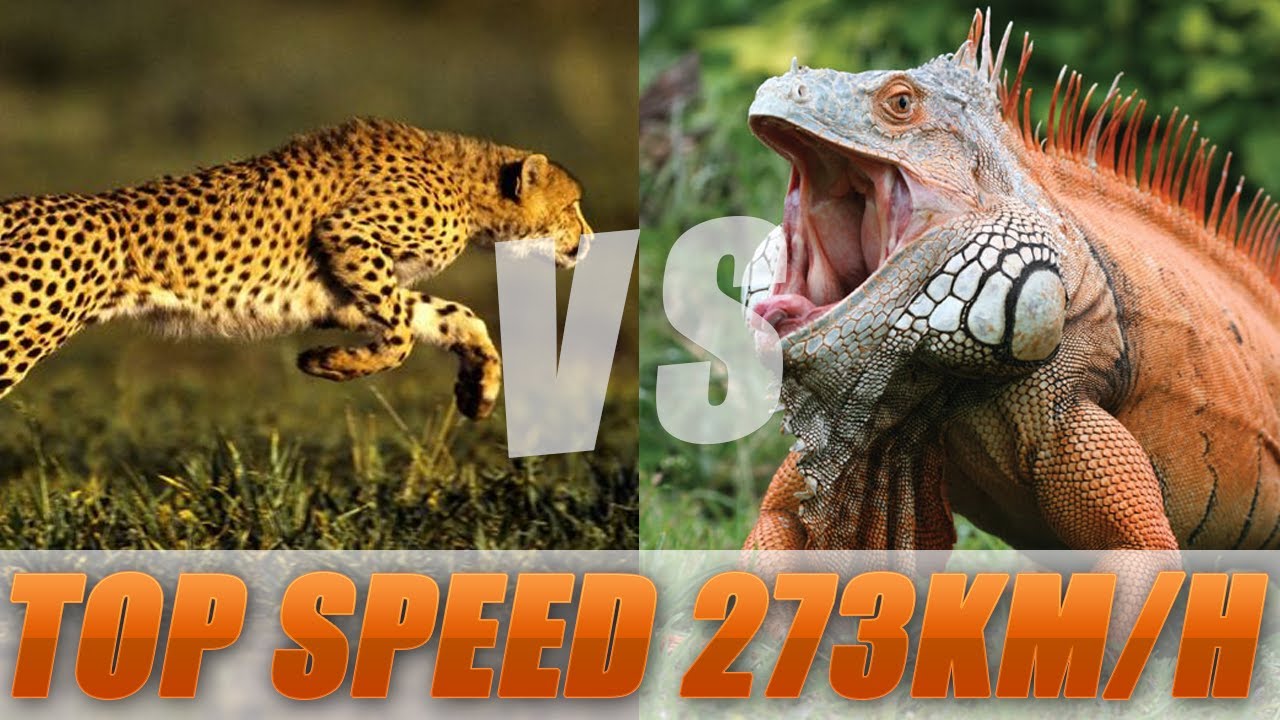 TOP 10 ANIMALS FASTER THEN CHEETAH | TOP SPEED 273KMPH - YouTube