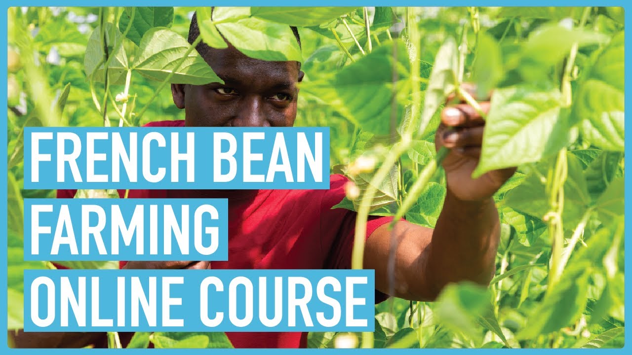The A-Z of French Bean Farming - Introduction to the Ultimate Course ...
