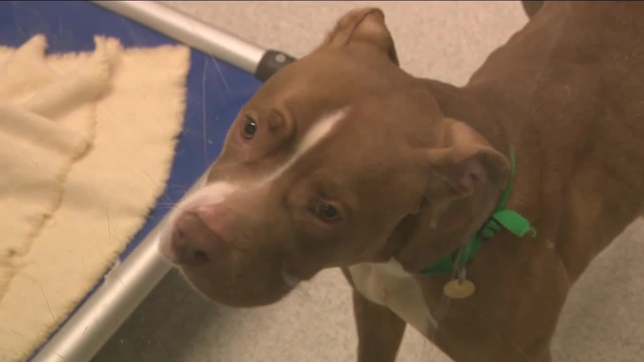 Dumb Friends League encouraging adoptions of bigger dogs - YouTube
