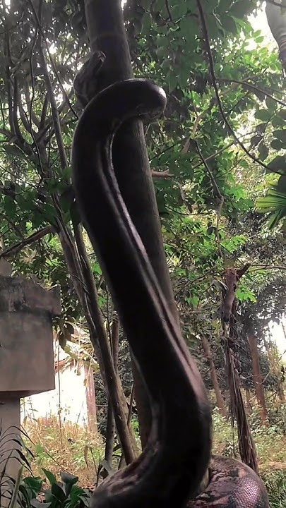 Giant Python Climbs Tree in Endless Loop - Incredible Footage! # ...