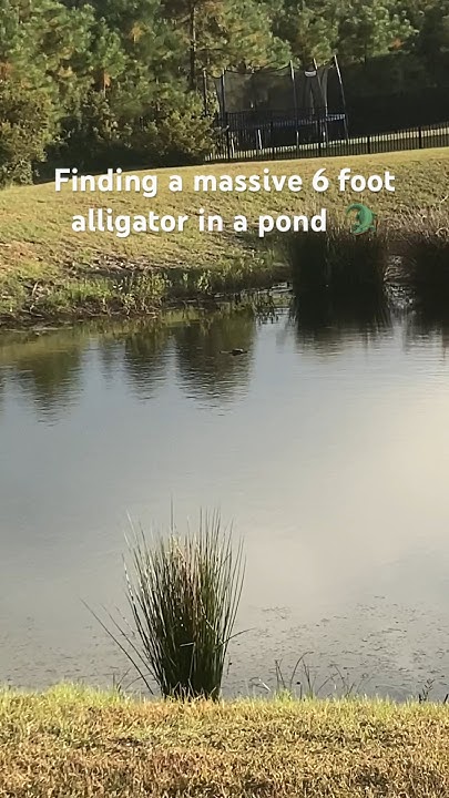 Finding a massive 6 foot alligator in a pond - YouTube
