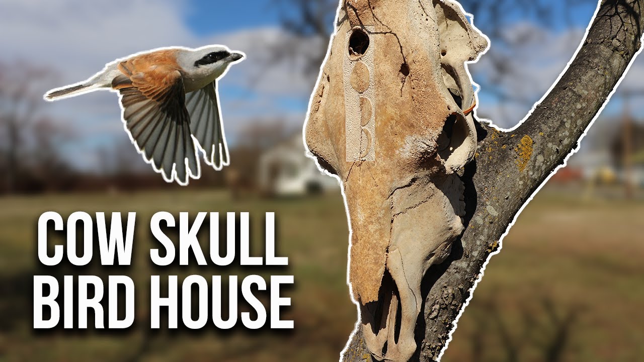 Making a Cow Skull Birdhouse!? - YouTube