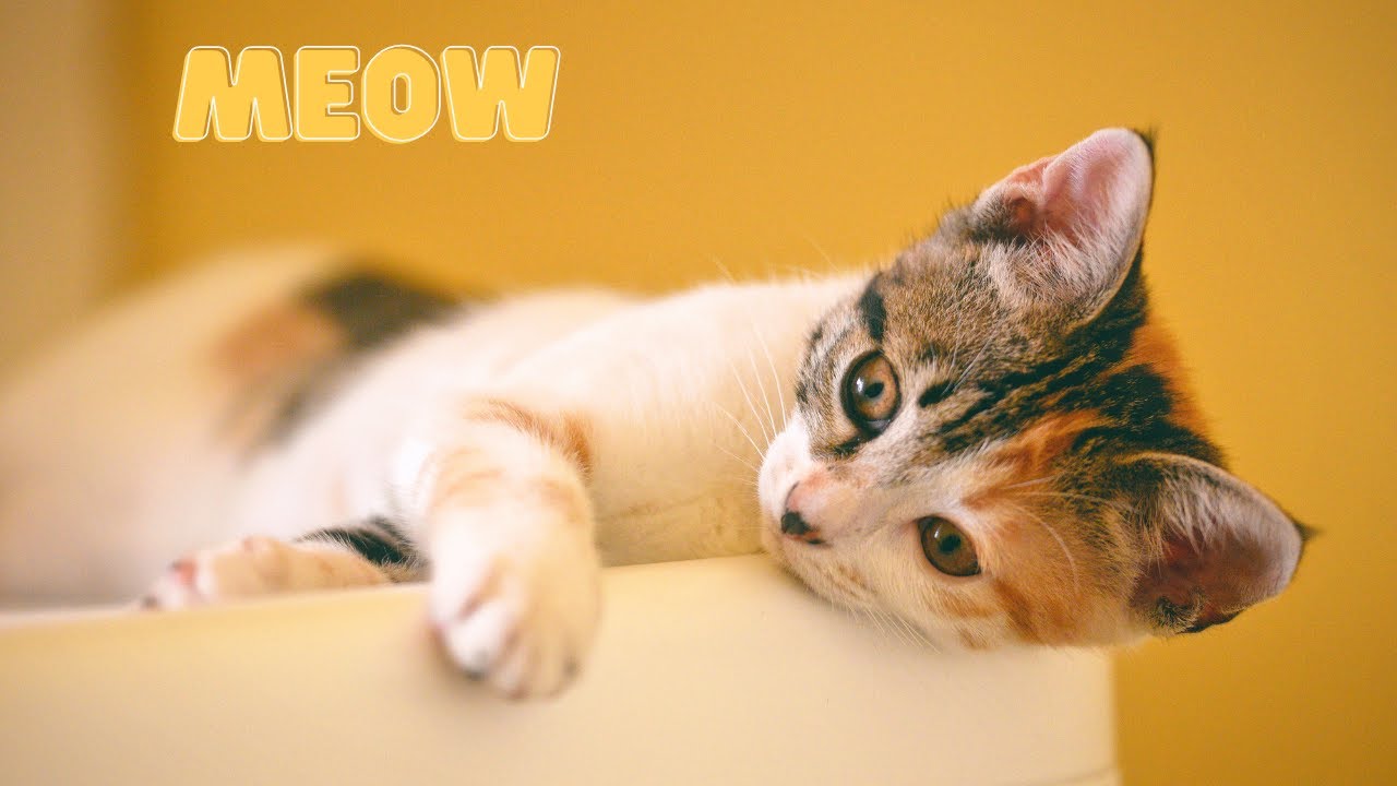 Playful Purrs that are too Cute! (Kitten Sounds Compilation) - YouTube