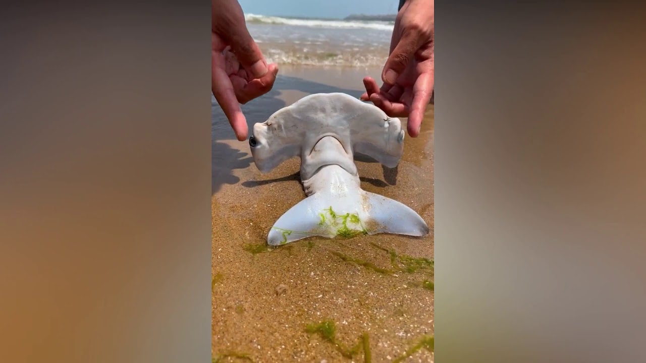BABY SHARK STUCK IN UNDERWATER - YouTube