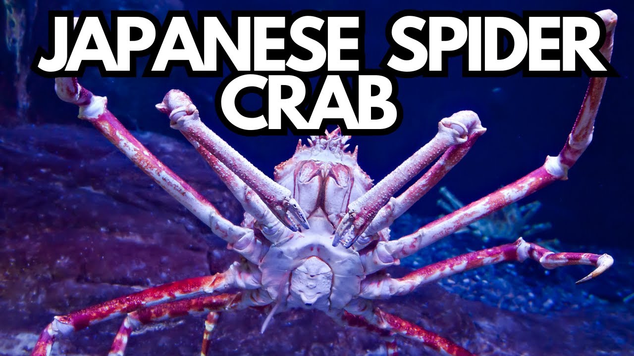 Meet the Japanese Spider Crab: The Ocean's Gentle Giant! - YouTube