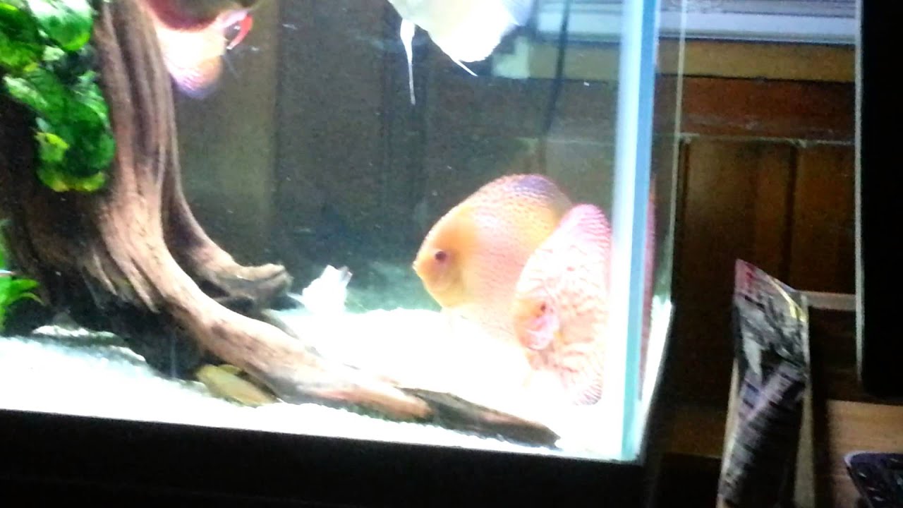 Discus pair? (Spawning behavior) - YouTube