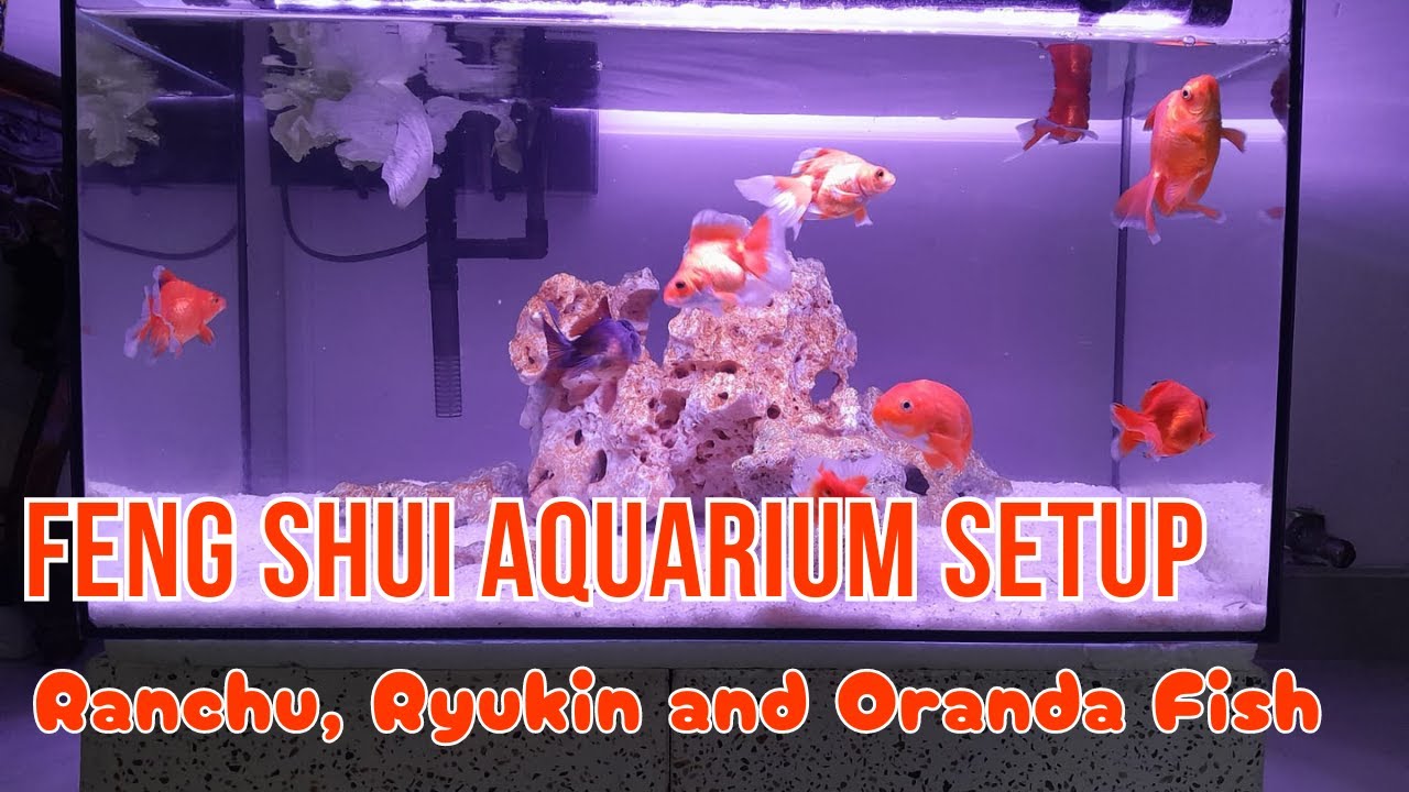 Feng Shui Aquarium Setup II Ranchu, Ryukin and Oranda Fish - YouTube