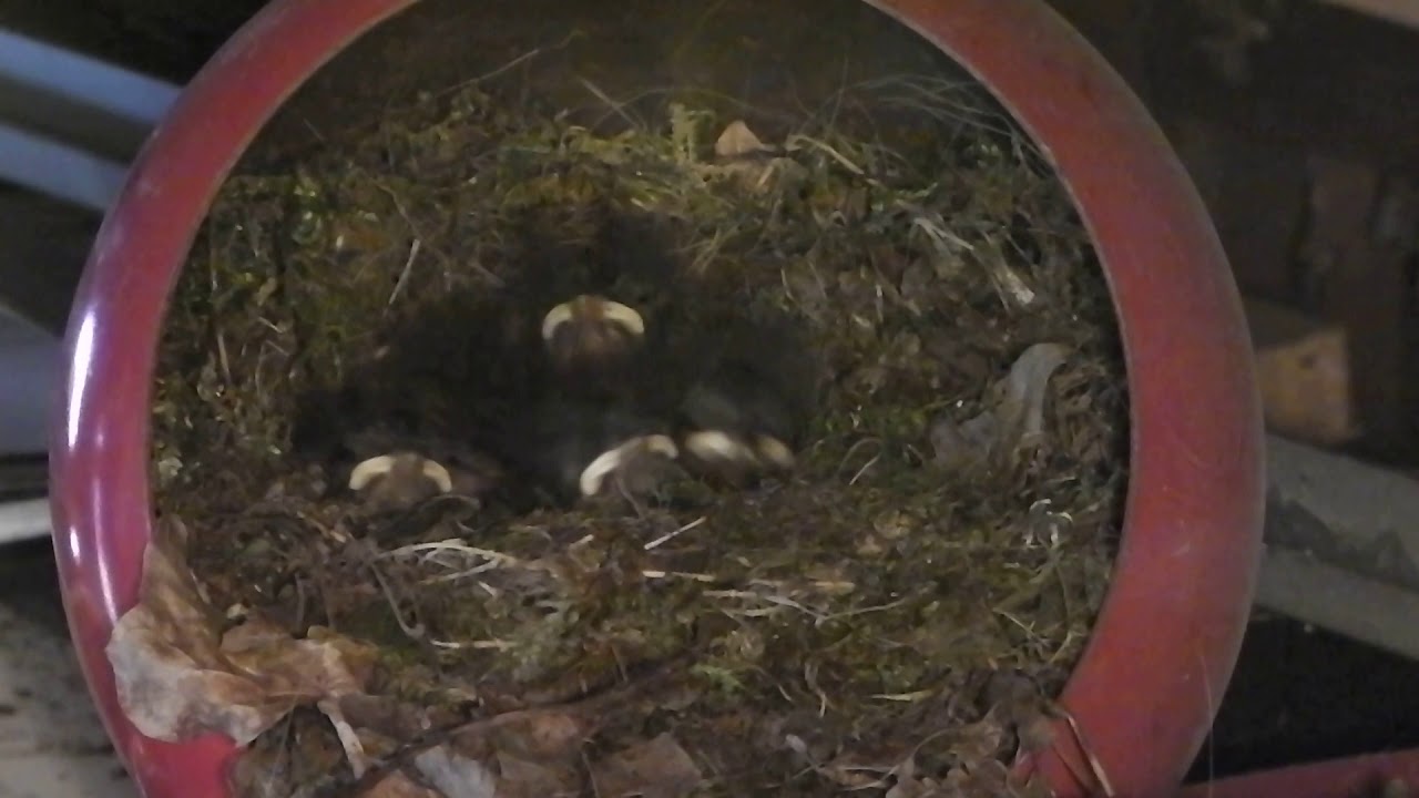 Cambuslang Robins 1 week old. 11 May 2020 - YouTube